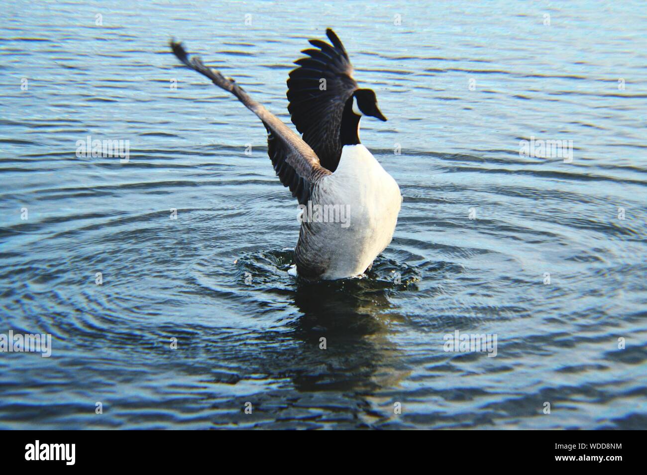 Canada goose with wings spread hi-res stock photography and images - Alamy