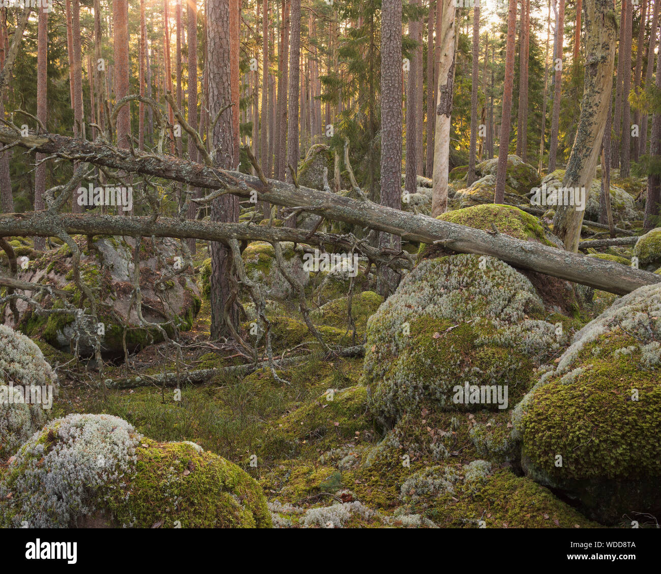 Fallen trees hi-res stock photography and images - Alamy