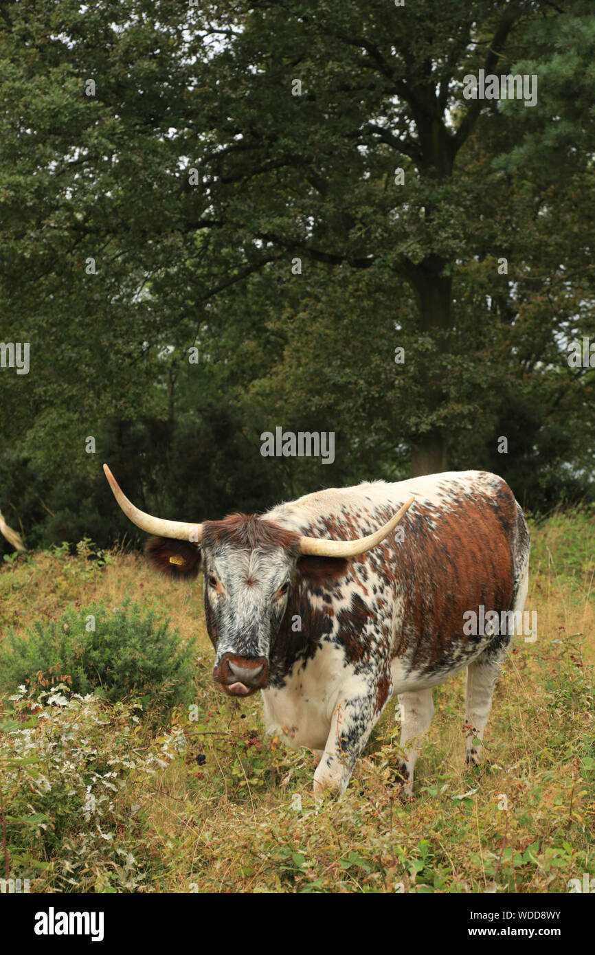 English longhorn cattle uk hi-res stock photography and images - Alamy