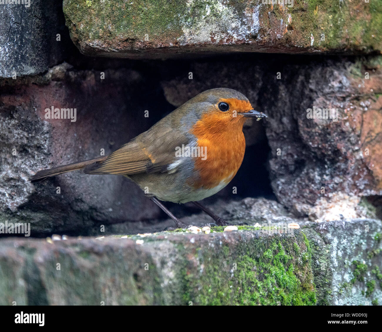 Robin in azores hi-res stock photography and images - Alamy