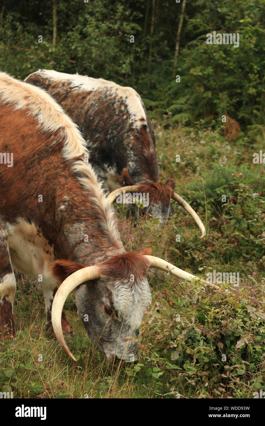 English Longhorn Cattle Uk High Resolution Stock Photography and Images ...