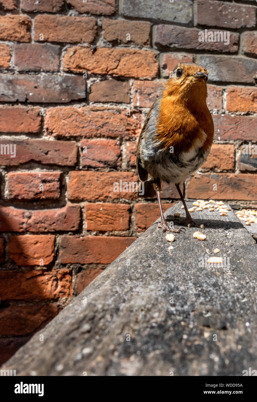 Robin Bird Close Up Eye Level Stock Photo - Alamy