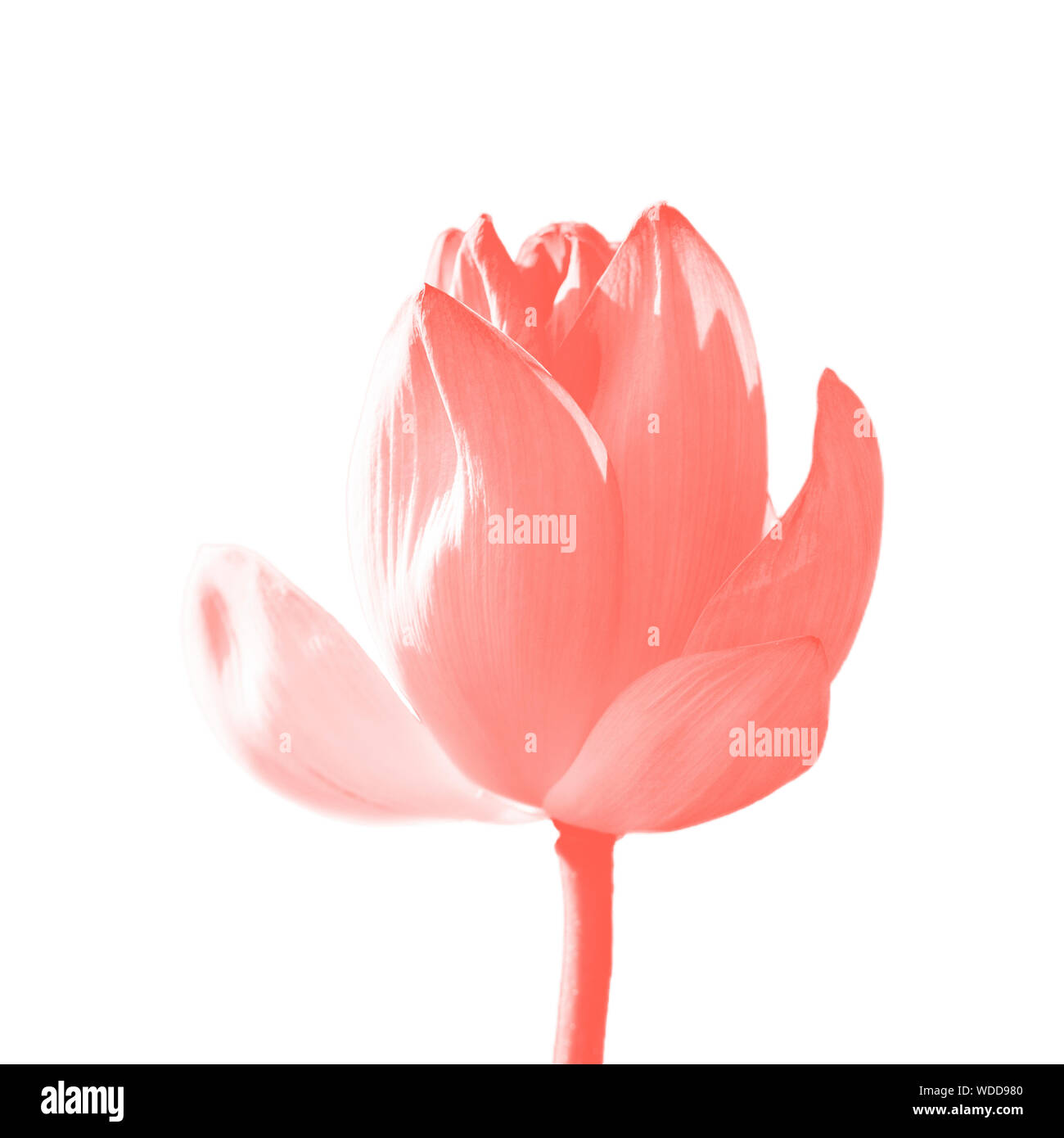 Macro lotus or water lily background isolated on white background Stock ...