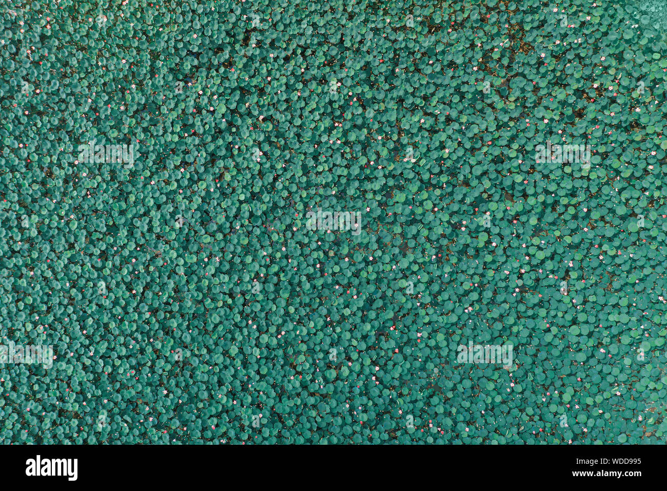 Aerial top view botanical garden hi-res stock photography and images ...