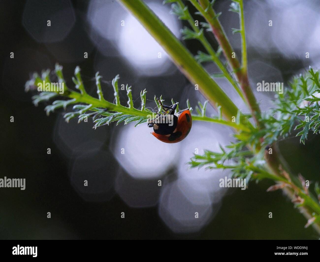 Ladybug on a stem hi-res stock photography and images - Alamy