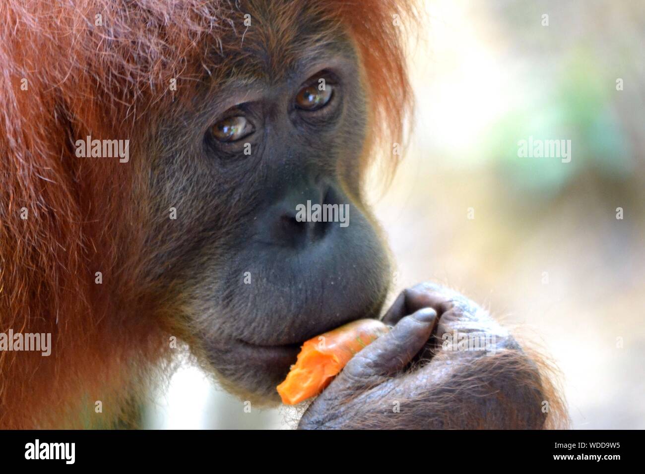 Orangutan eating hi-res stock photography and images - Alamy