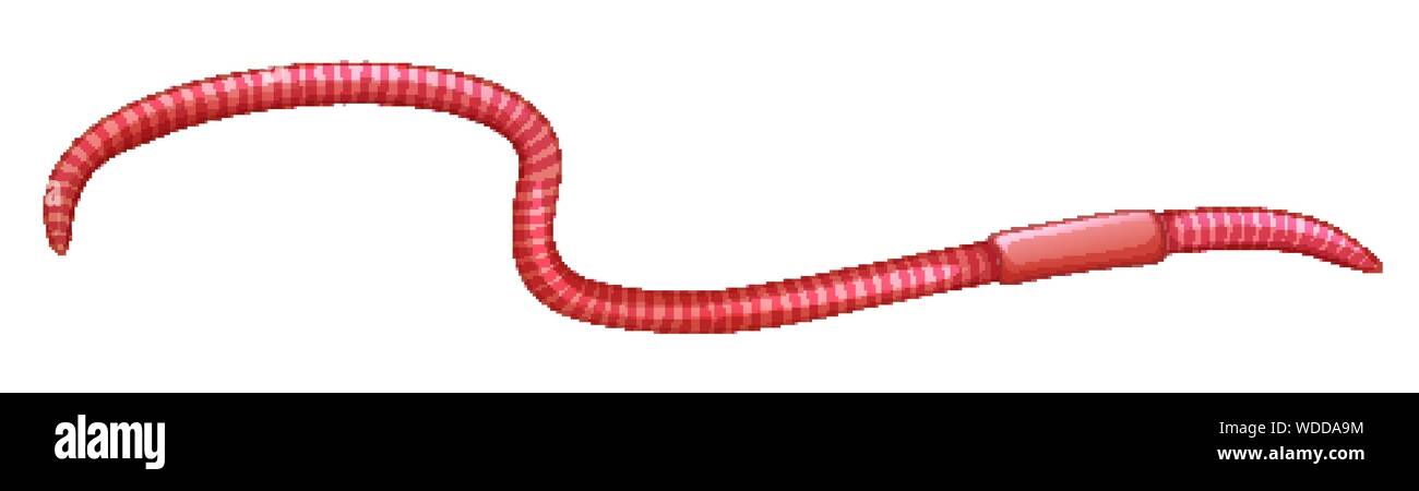 Earthworm on white background illustration Stock Vector Image & Art - Alamy