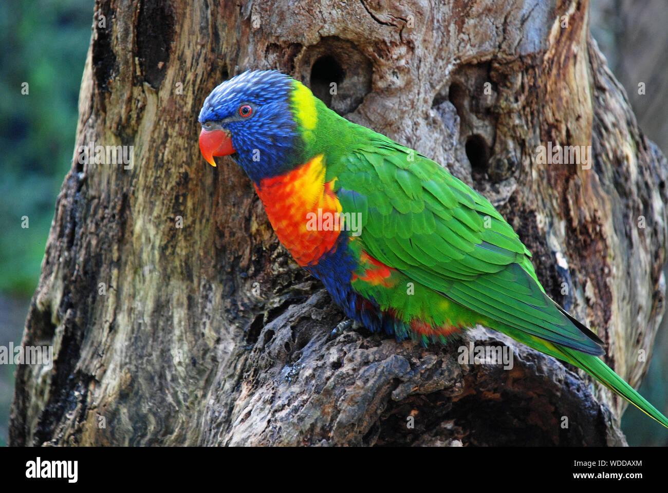 Rainbow parakeet hi-res stock photography and images - Alamy