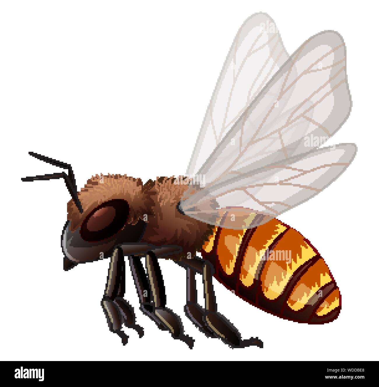 Flying bee on white background illustration Stock Vector Image & Art ...
