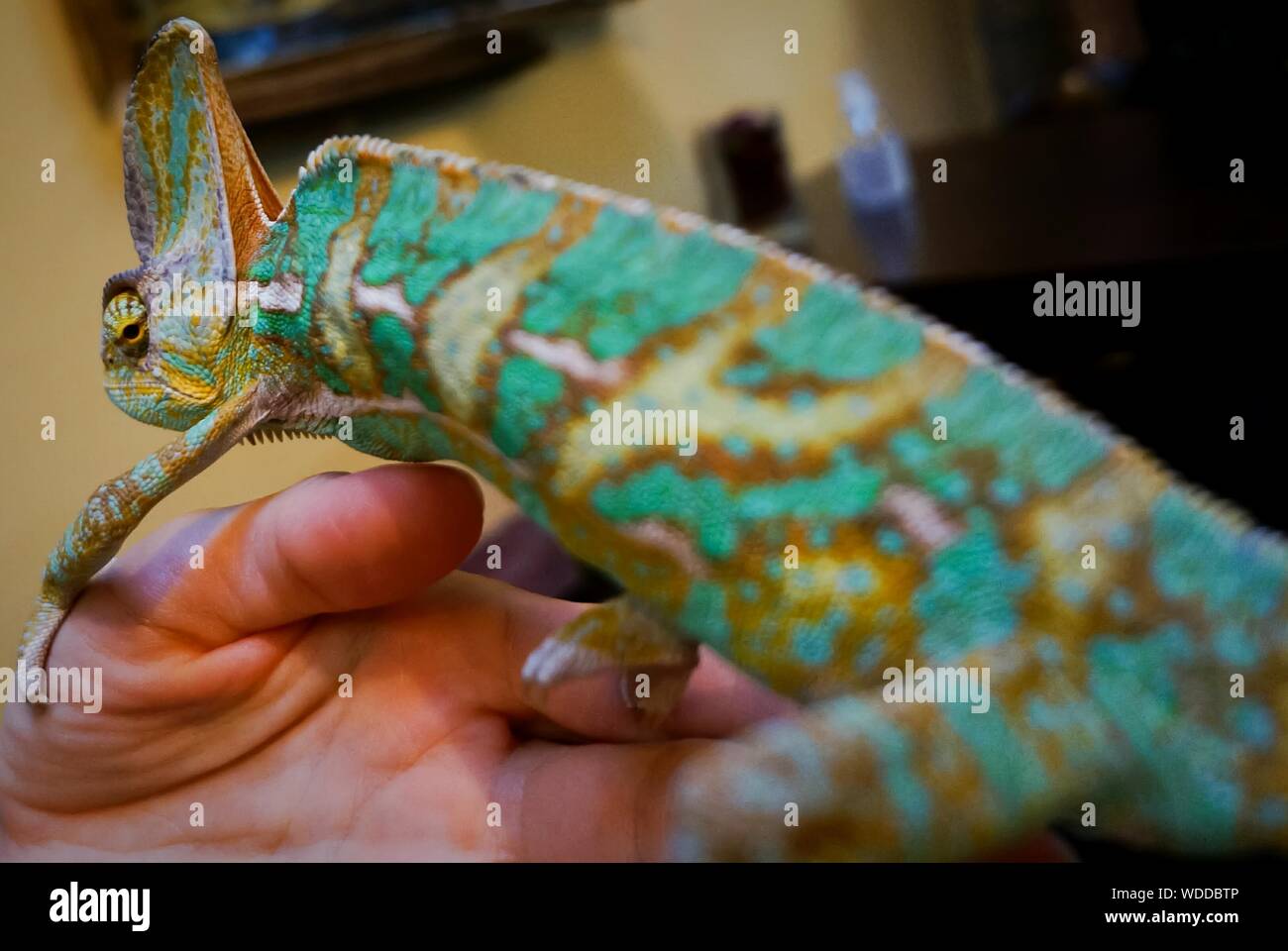 Real Chameleon High Resolution Stock Photography and Images - Alamy