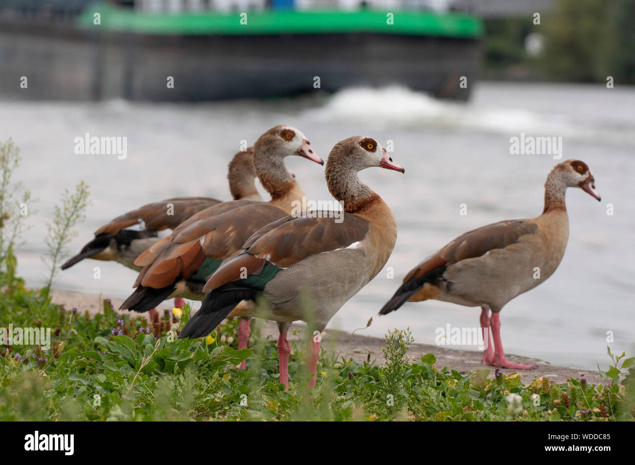 Animals that have plague hi-res stock photography and images - Alamy