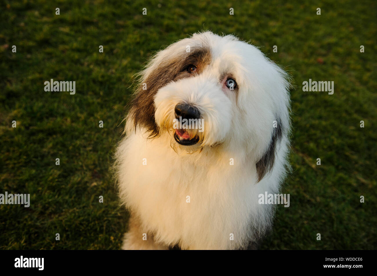 Sheepdog sitting hi-res stock photography and images - Alamy