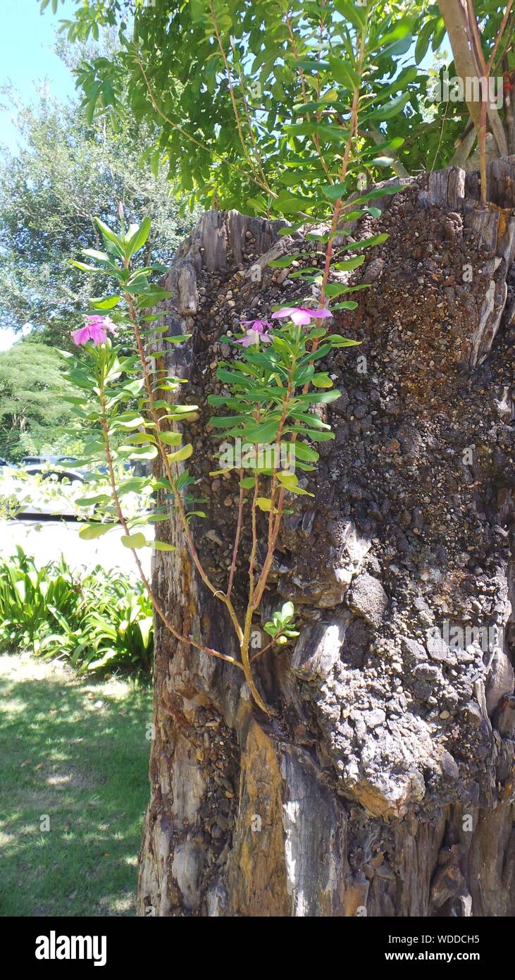 Growing from tree hi-res stock photography and images - Alamy