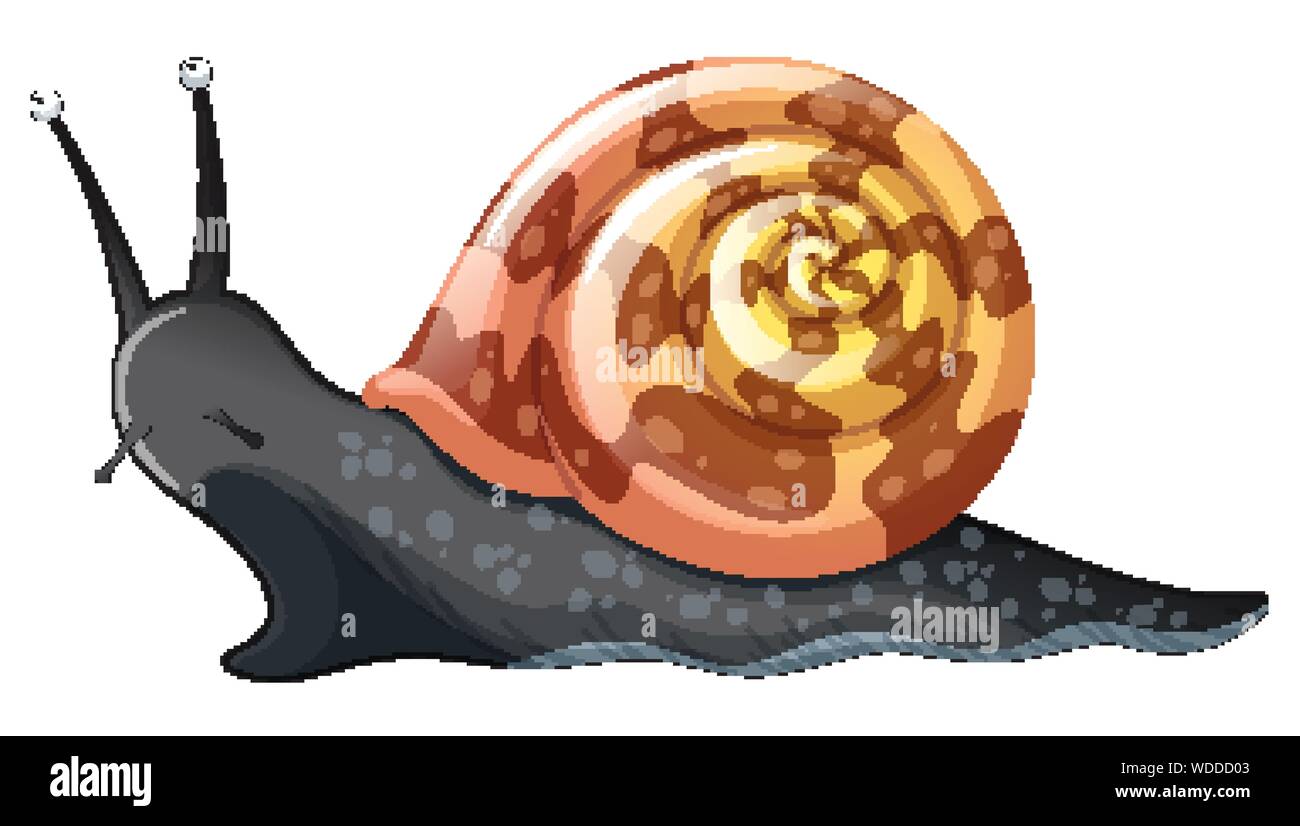 Black snail on white background illustration Stock Vector Image & Art ...