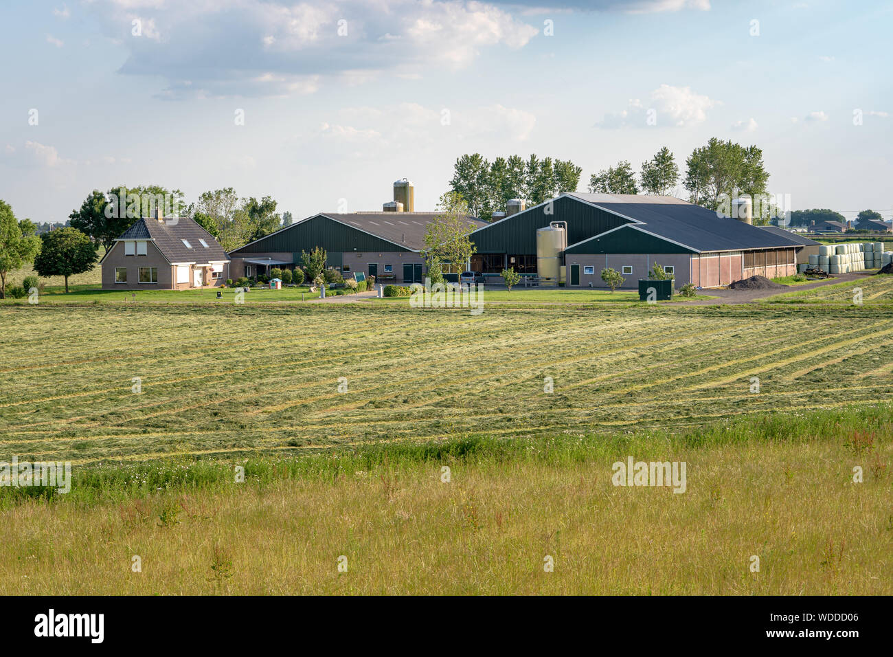 Dutch farm in the polder with grassland and views to the horizon on a ...