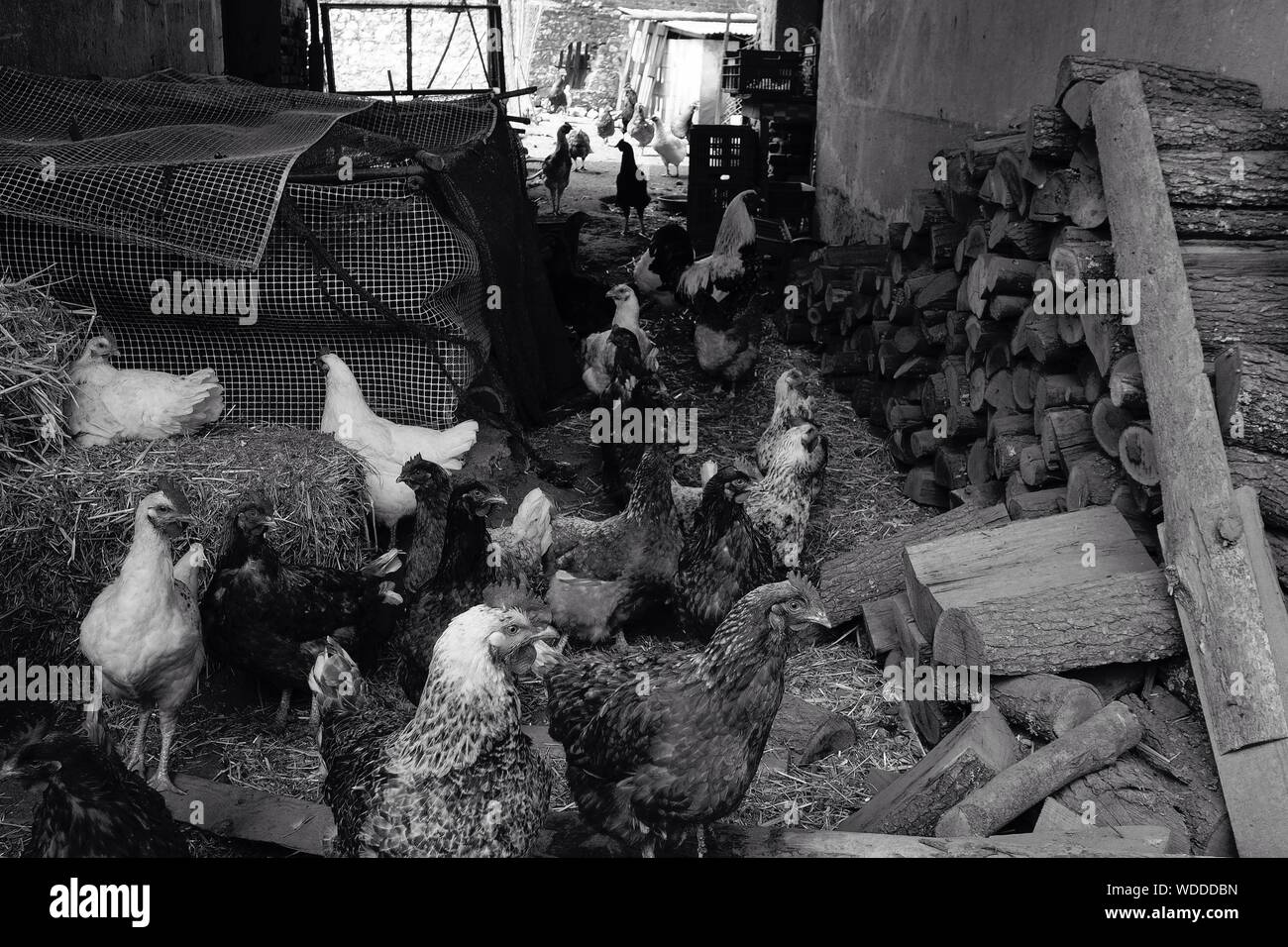 Log chicken coop hi-res stock photography and images - Alamy