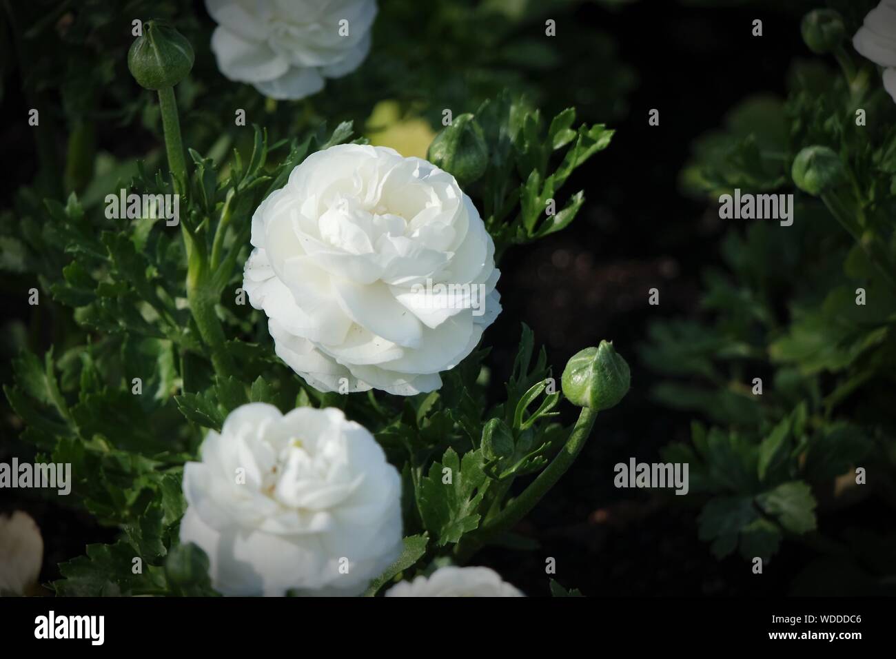 New peonies hi-res stock photography and images - Alamy