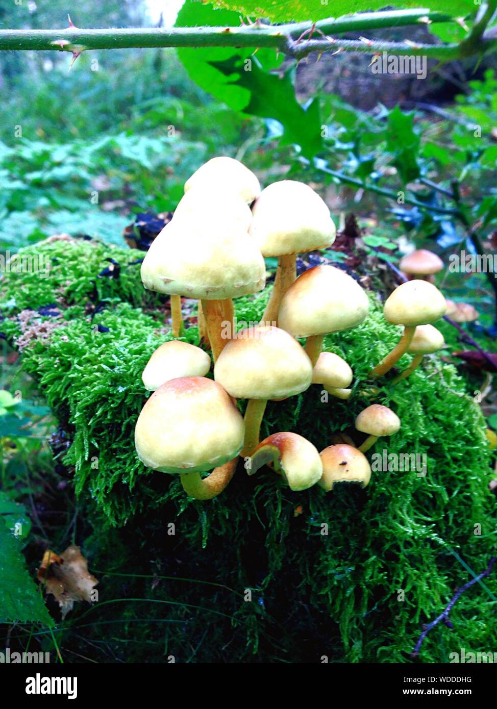 Mushroom Cluster High Resolution Stock Photography and Images - Alamy
