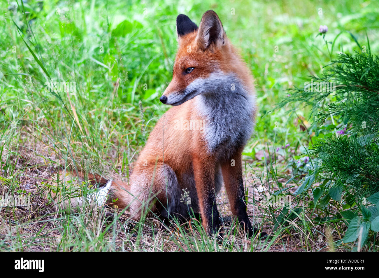 beautiful young wild red fox in the northwest of Russia Stock Photo - Alamy