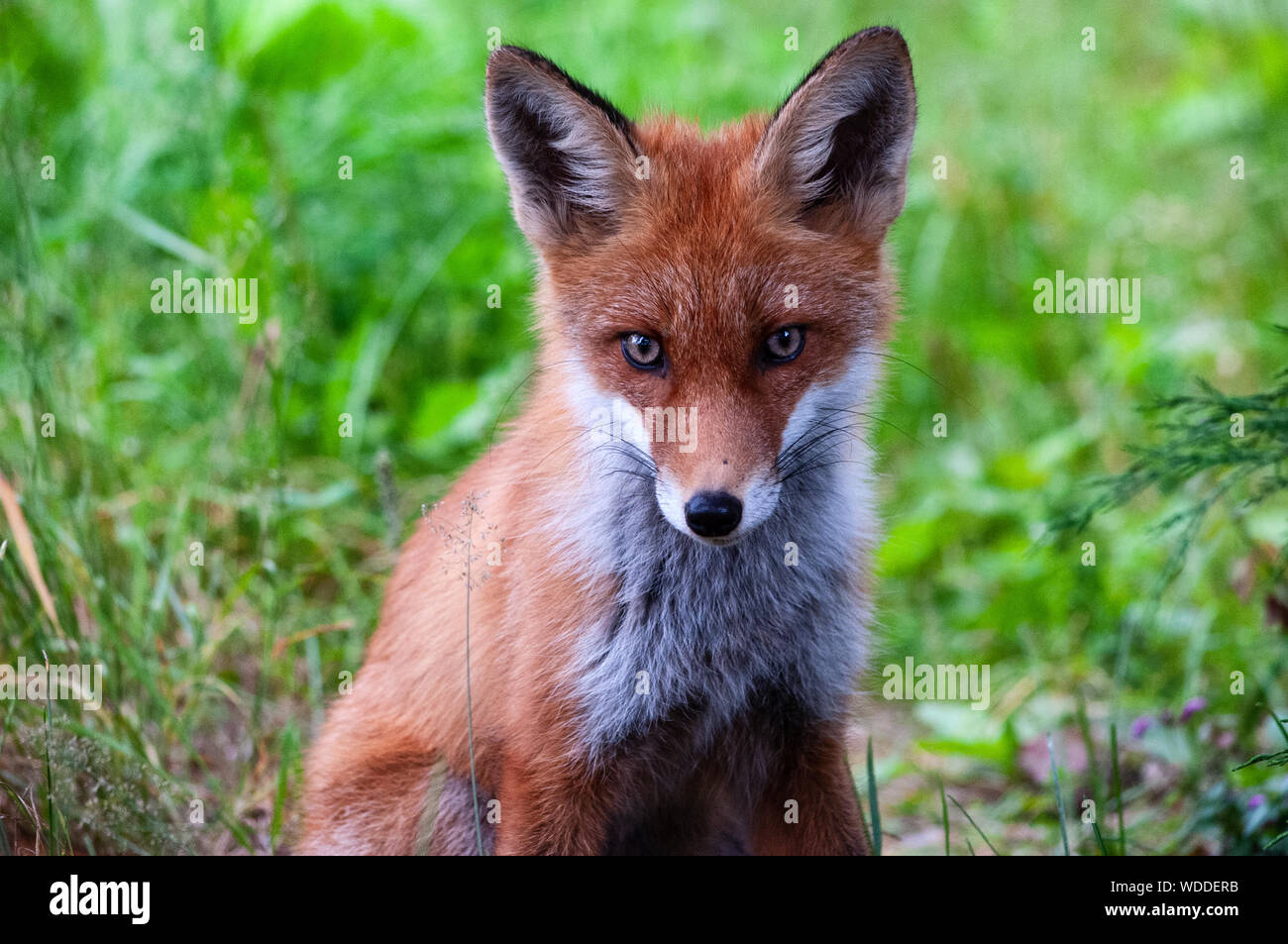 Furry young red fox hi-res stock photography and images - Alamy