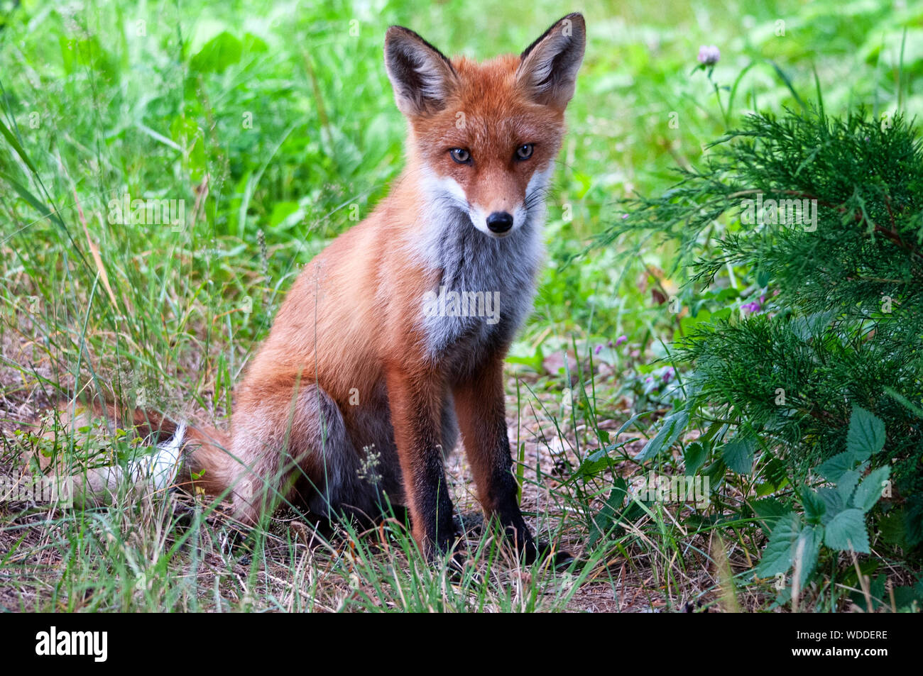 beautiful young wild red fox in the northwest of Russia Stock Photo - Alamy