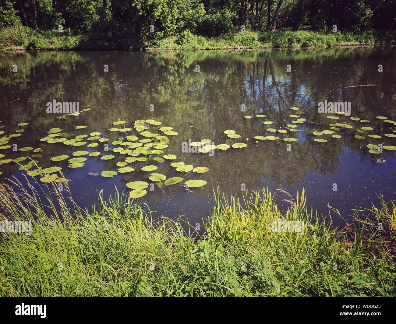 Tree floating river hi-res stock photography and images - Alamy