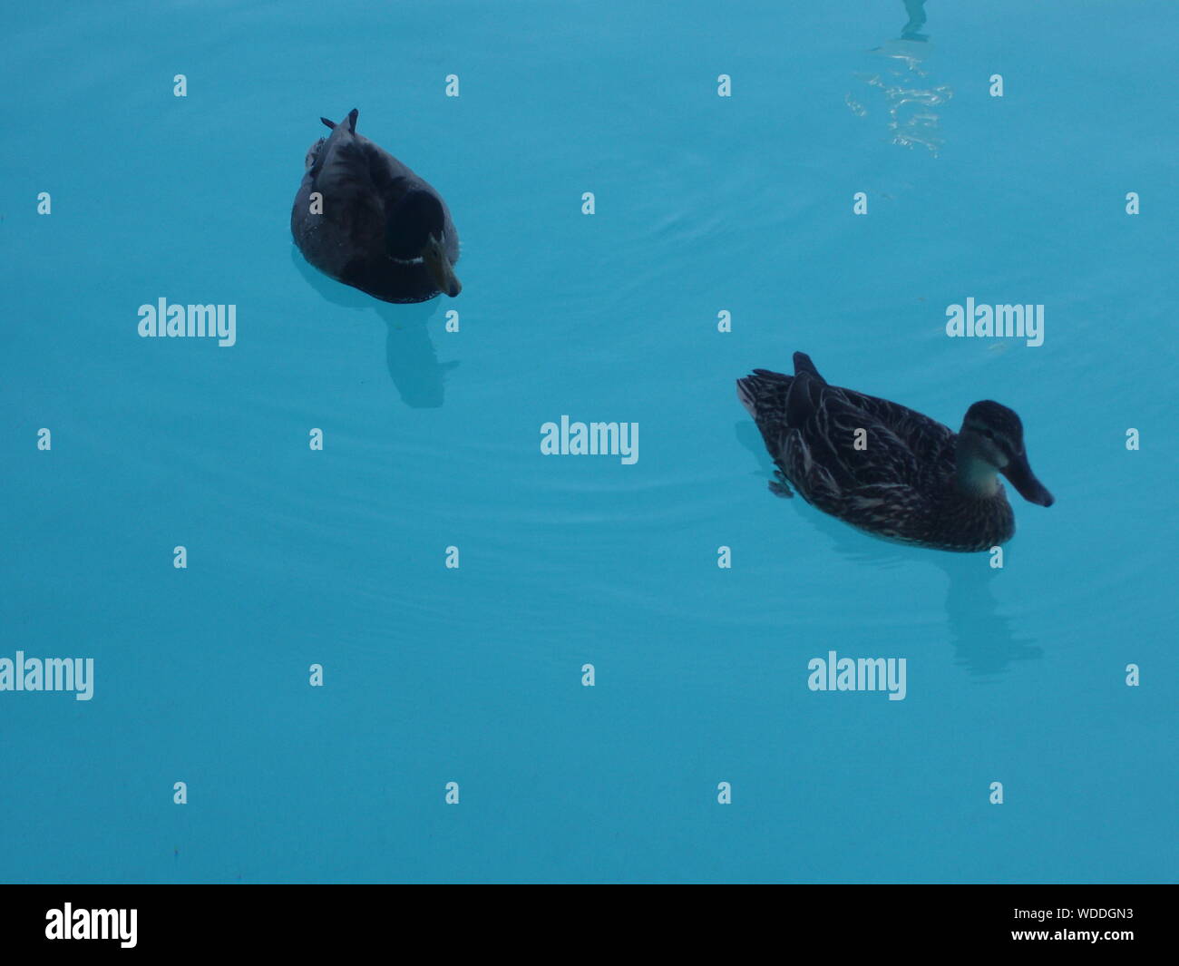 Two ducks swimming in pool hi-res stock photography and images - Alamy