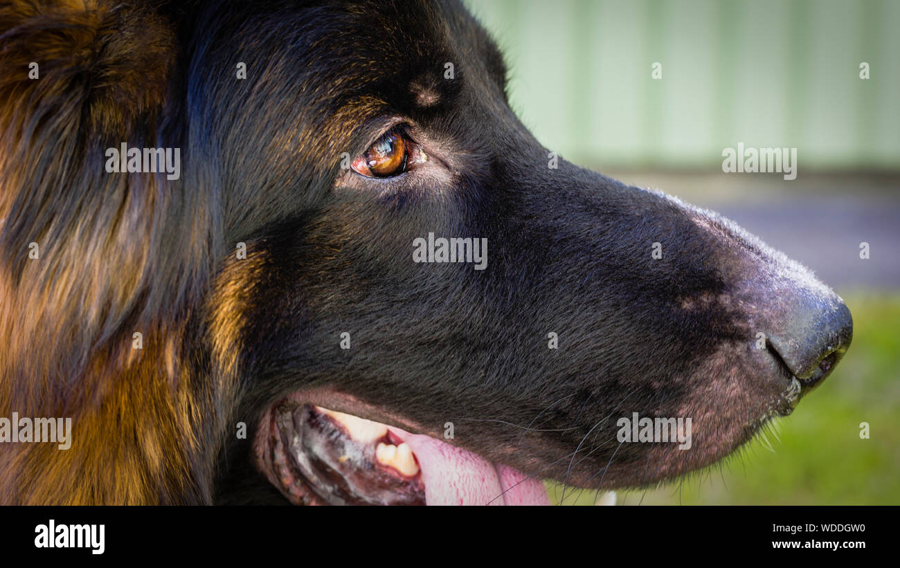 Close up portrait german shepherd hi-res stock photography and images ...