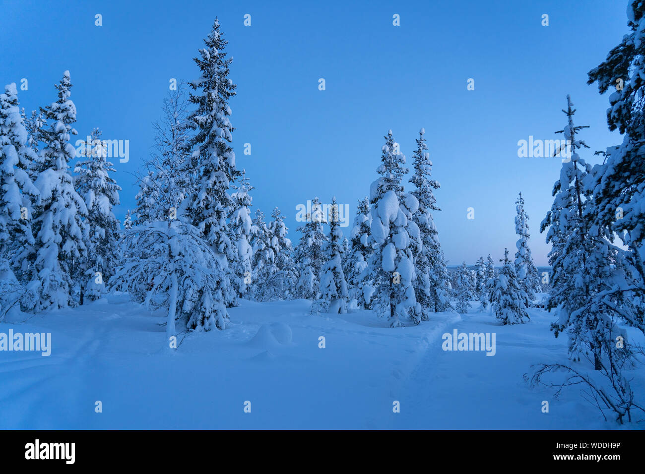 Norway pine hi-res stock photography and images - Alamy