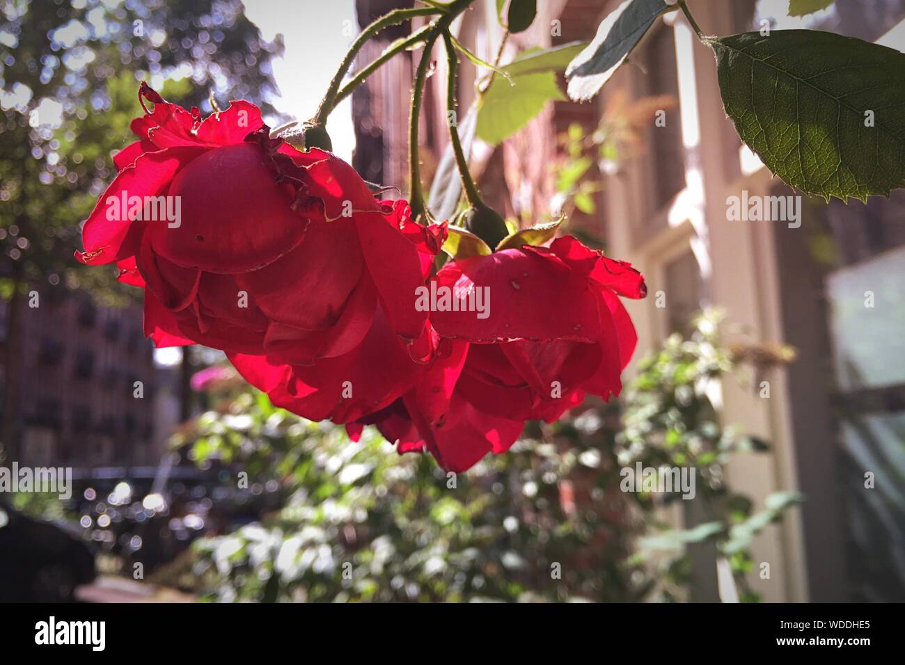 Town of roses hi-res stock photography and images - Alamy