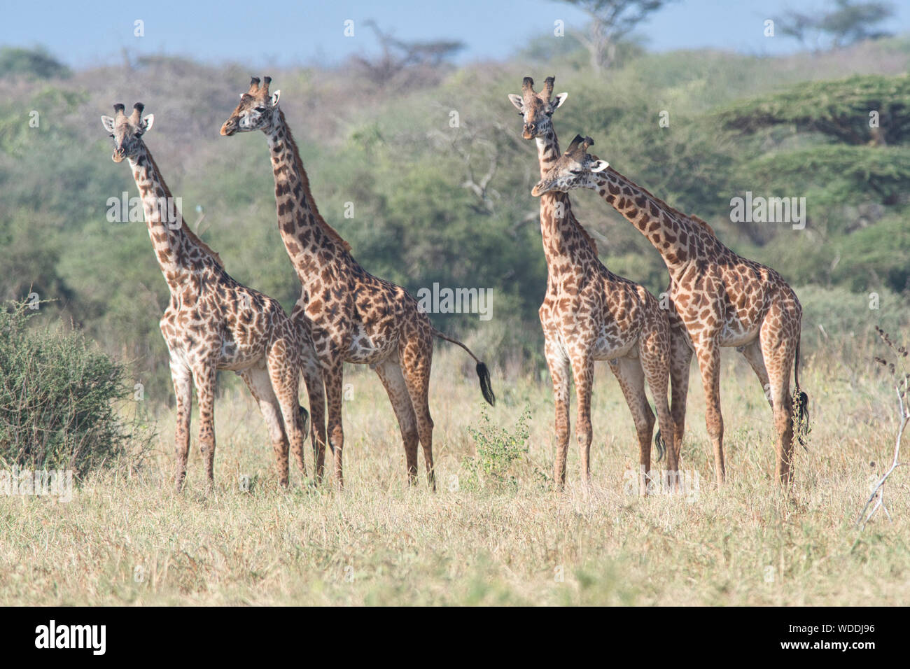 A group of four Masai giraffes (Giraffa camelopardalis Stock Photo - Alamy