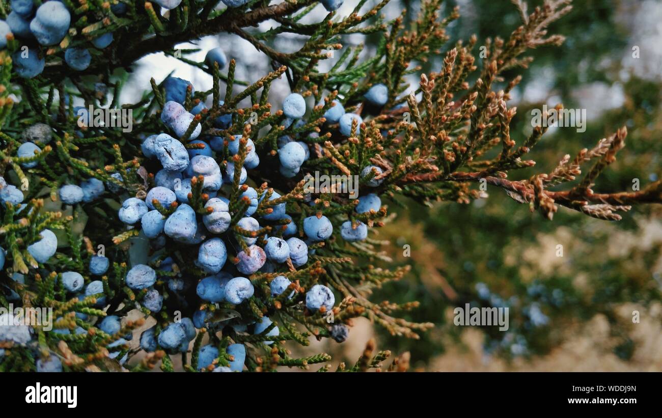 Juniper Tree Berries High Resolution Stock Photography and Images - Alamy