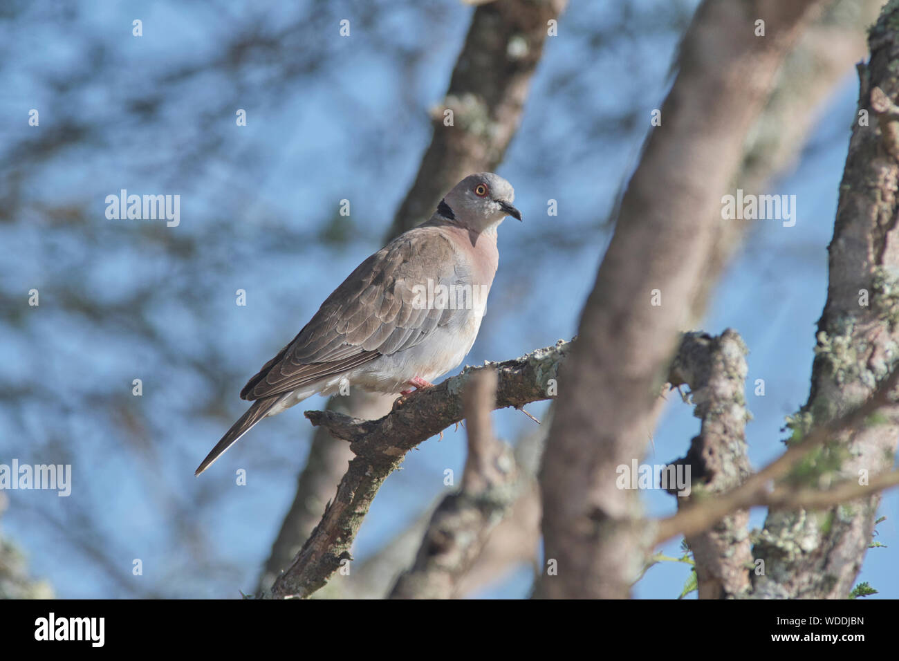 African mourning dove (Streptopelia decipiens Stock Photo - Alamy