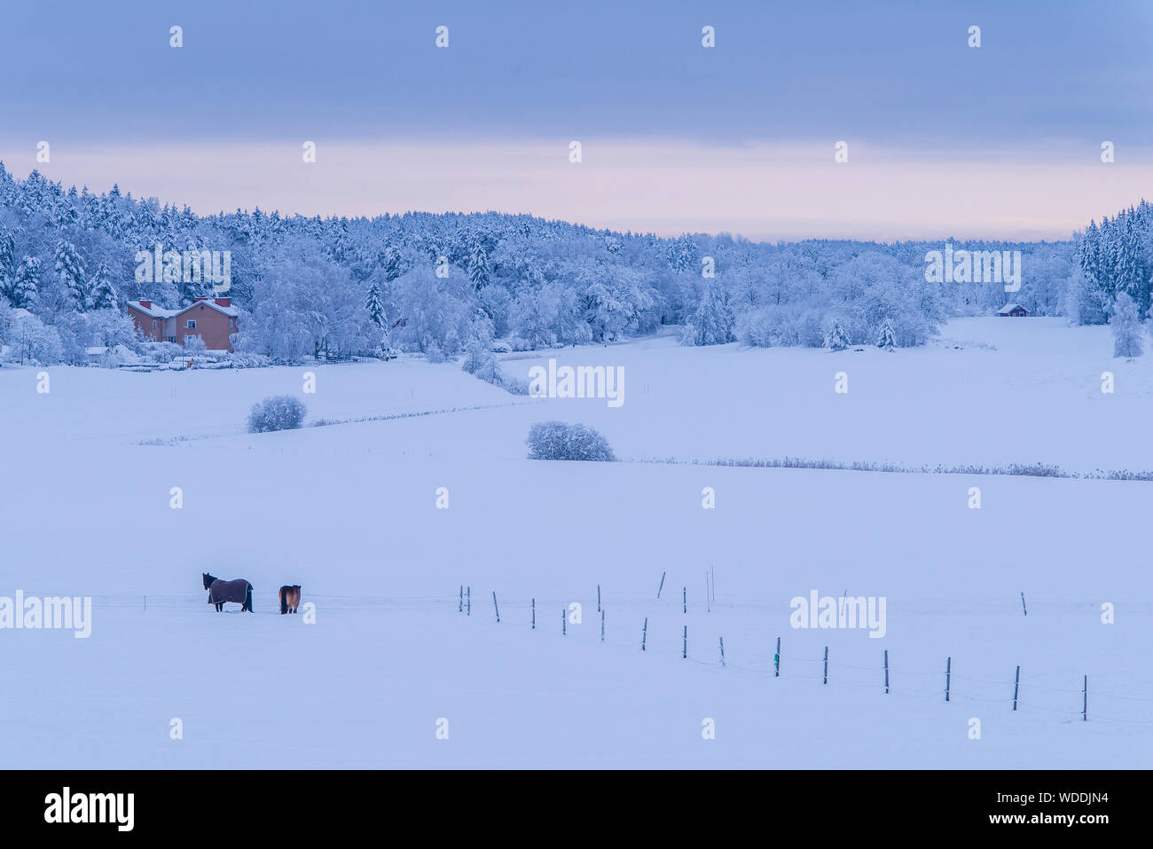 Snowy field with horse hi-res stock photography and images - Alamy