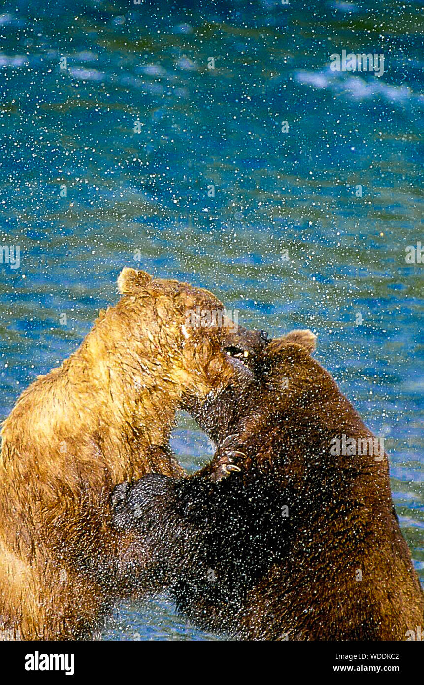 Water bears hi-res stock photography and images - Alamy