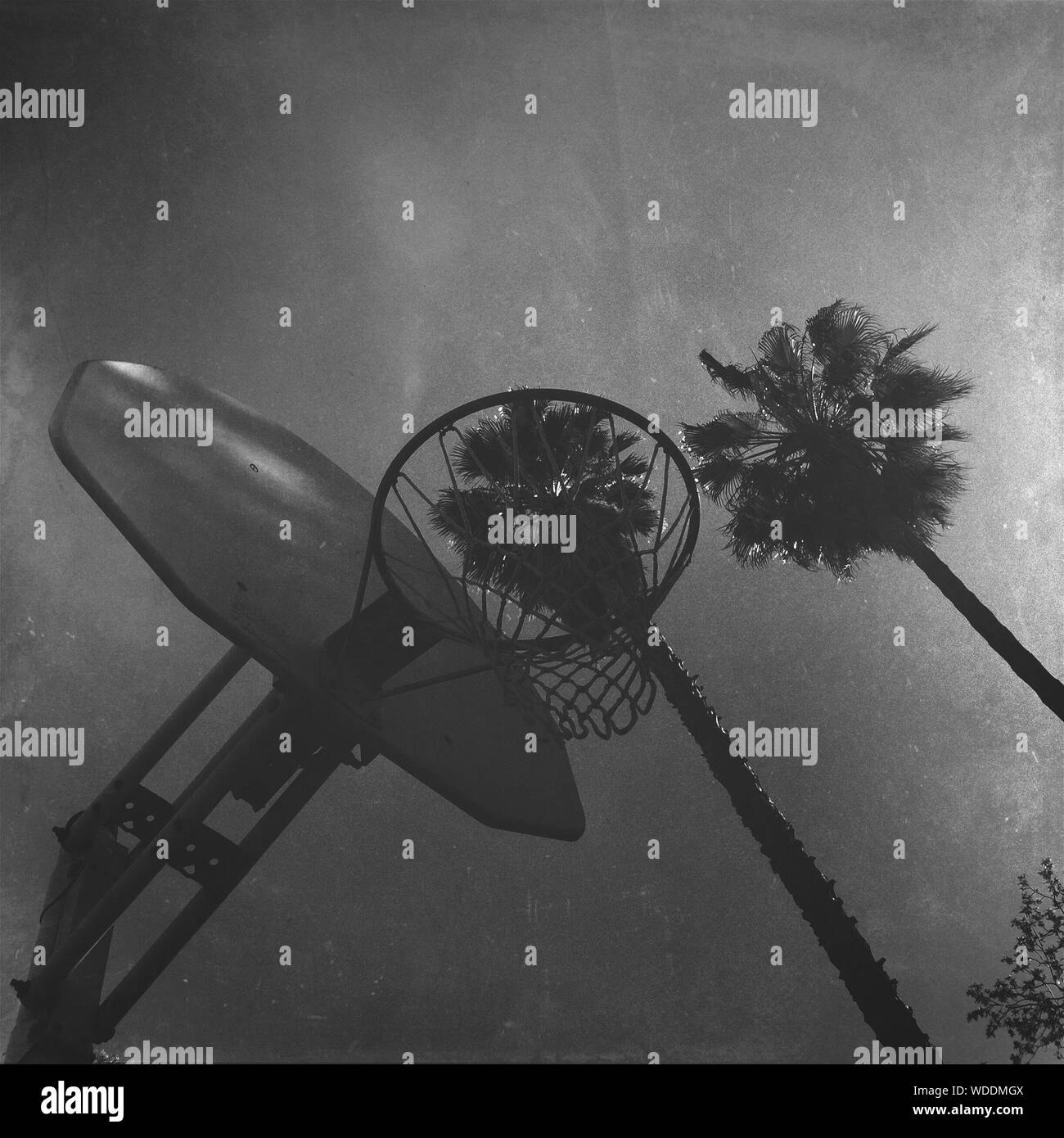 Palm basketball hi-res stock photography and images - Alamy