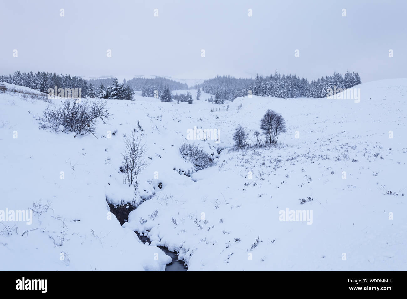 Scottish winter trees hi-res stock photography and images - Alamy