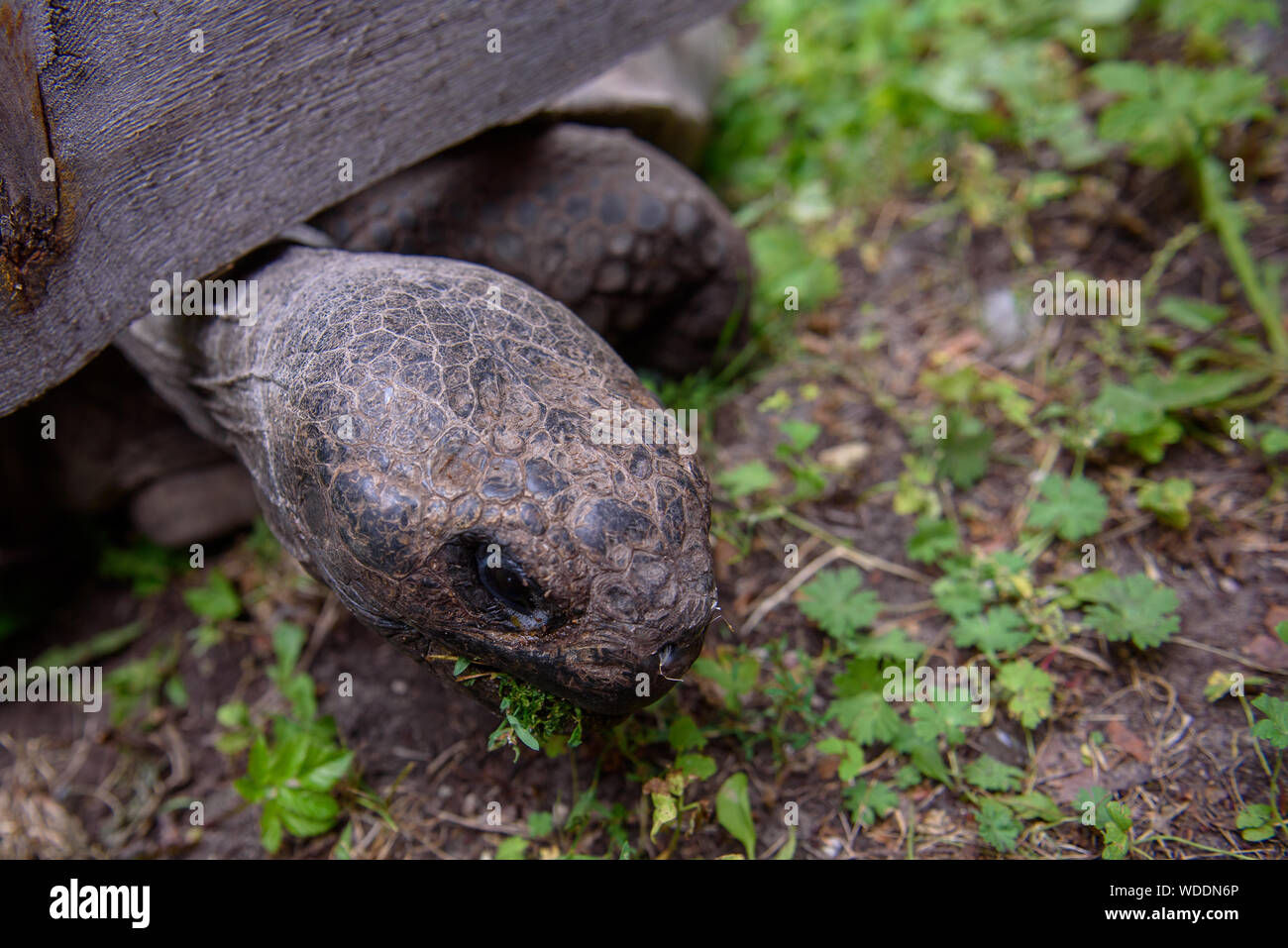 Daumants dreiskens hi-res stock photography and images - Alamy