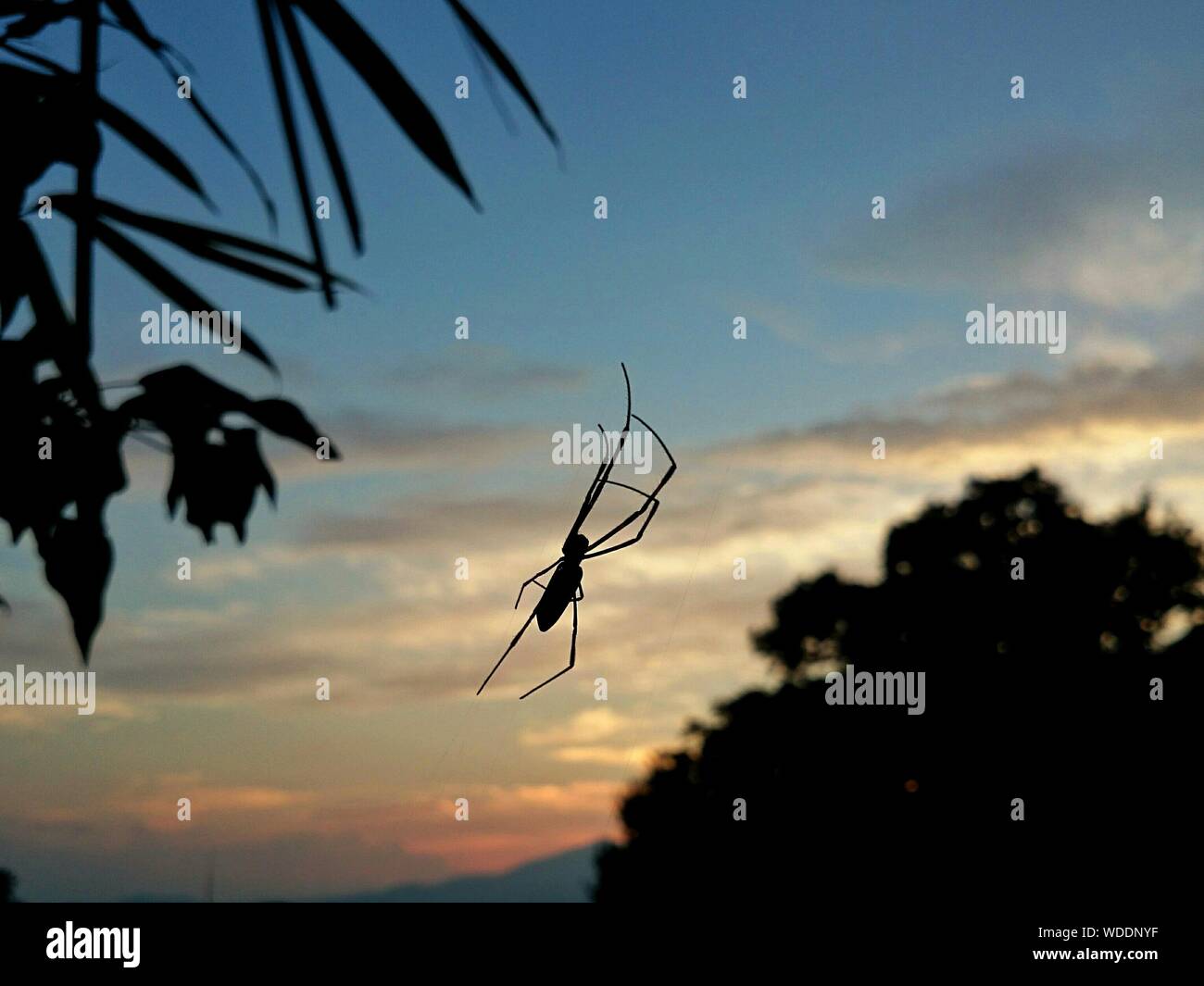 Spider sky hi-res stock photography and images - Alamy