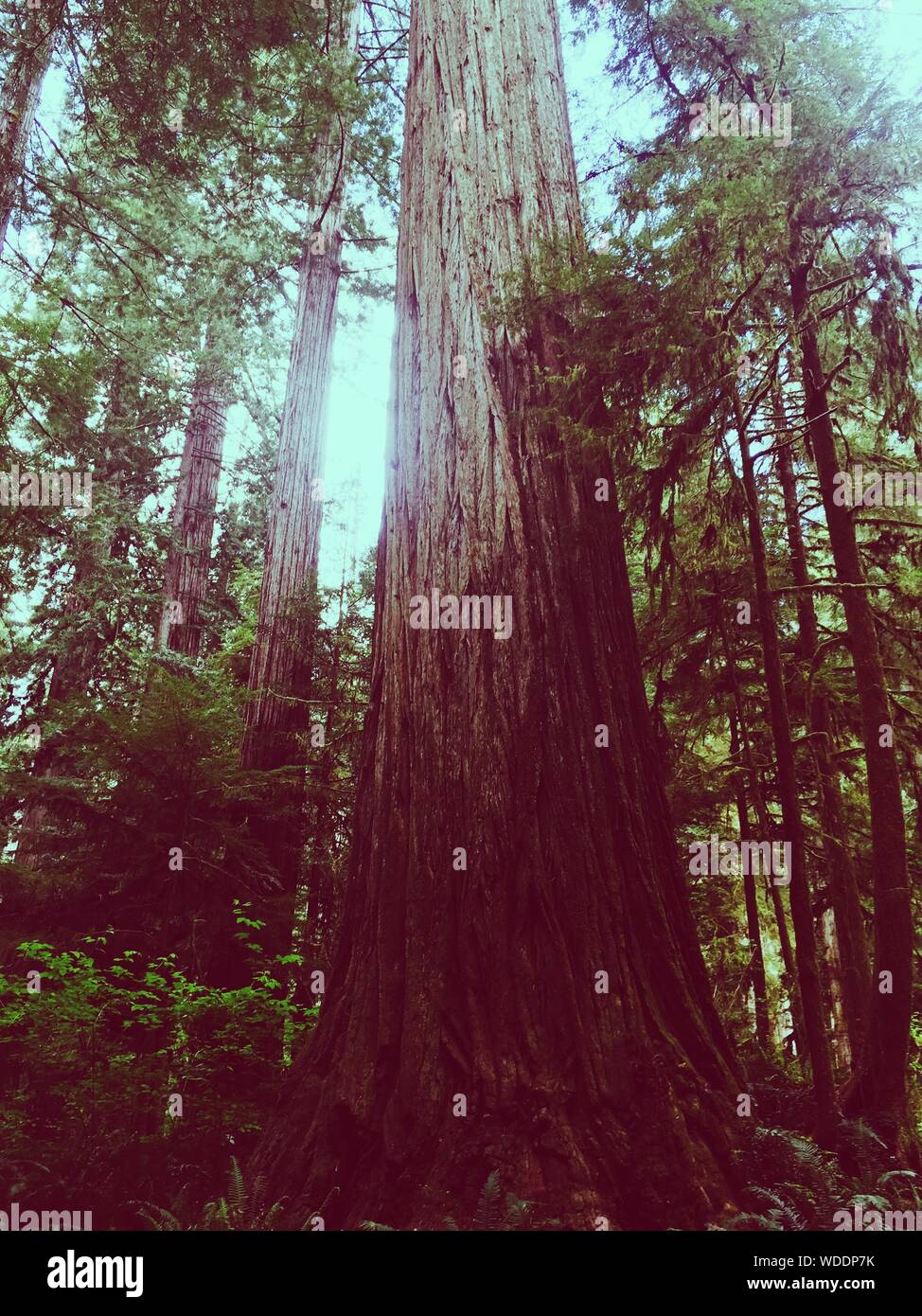 Redwood forest people hi-res stock photography and images - Alamy