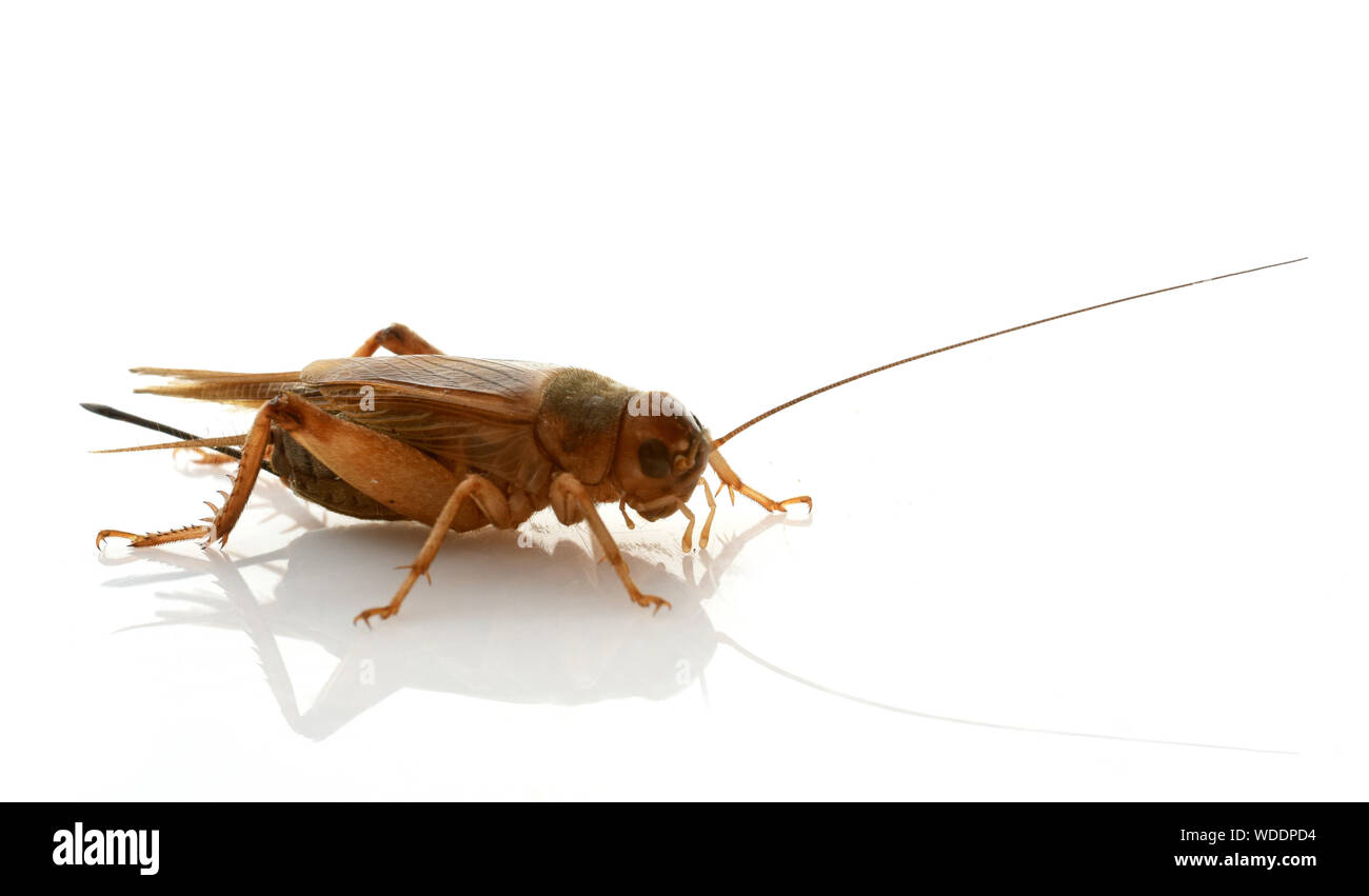 One cockroach hi-res stock photography and images - Alamy