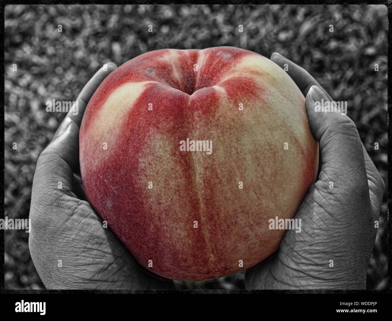 Hands holding peach hi-res stock photography and images - Alamy
