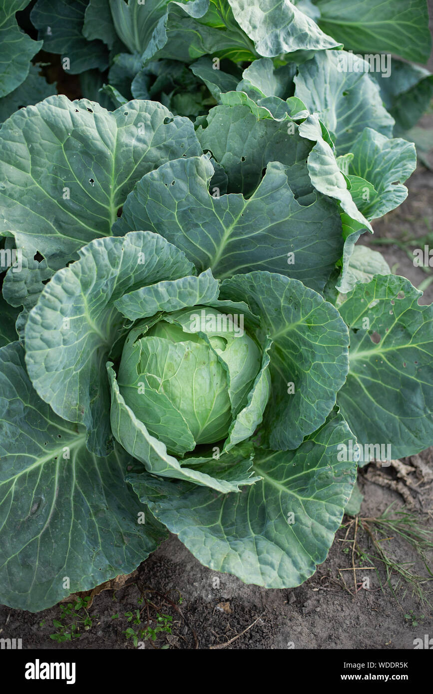 Green Cabbage Head. Close up of fresh cabbage in harvest field. Organic ...
