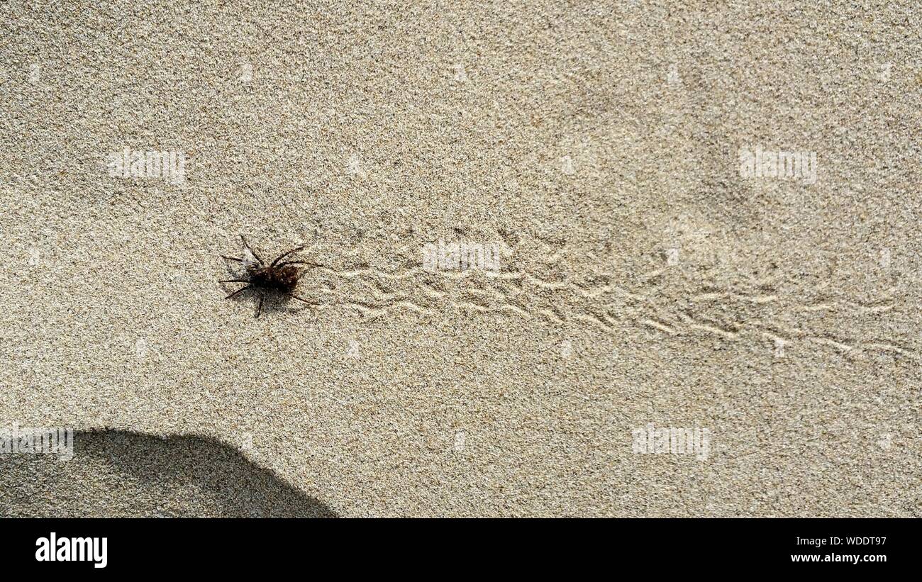 Sand spider hi-res stock photography and images - Alamy