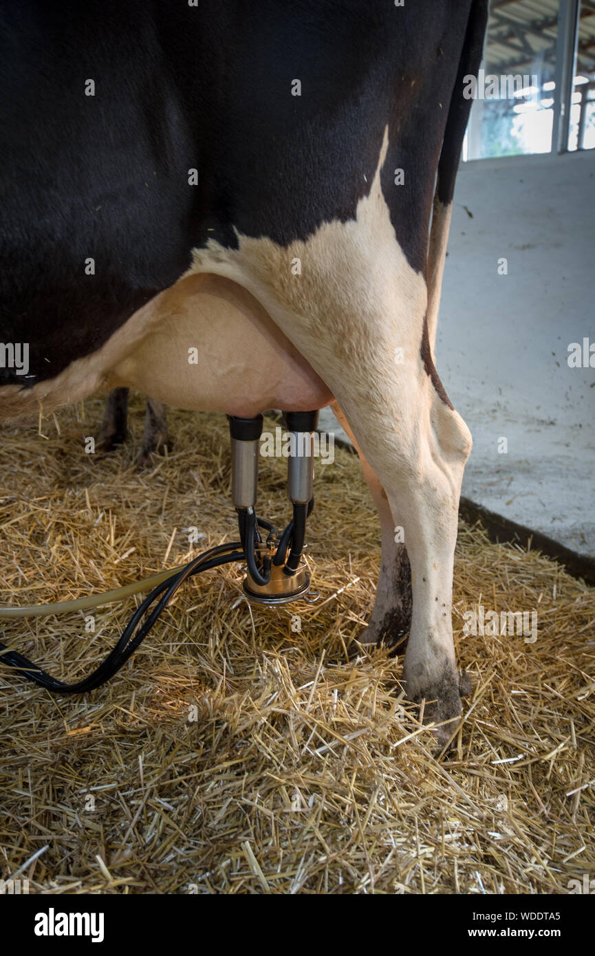 Cow Machine High Resolution Stock Photography and Images - Alamy