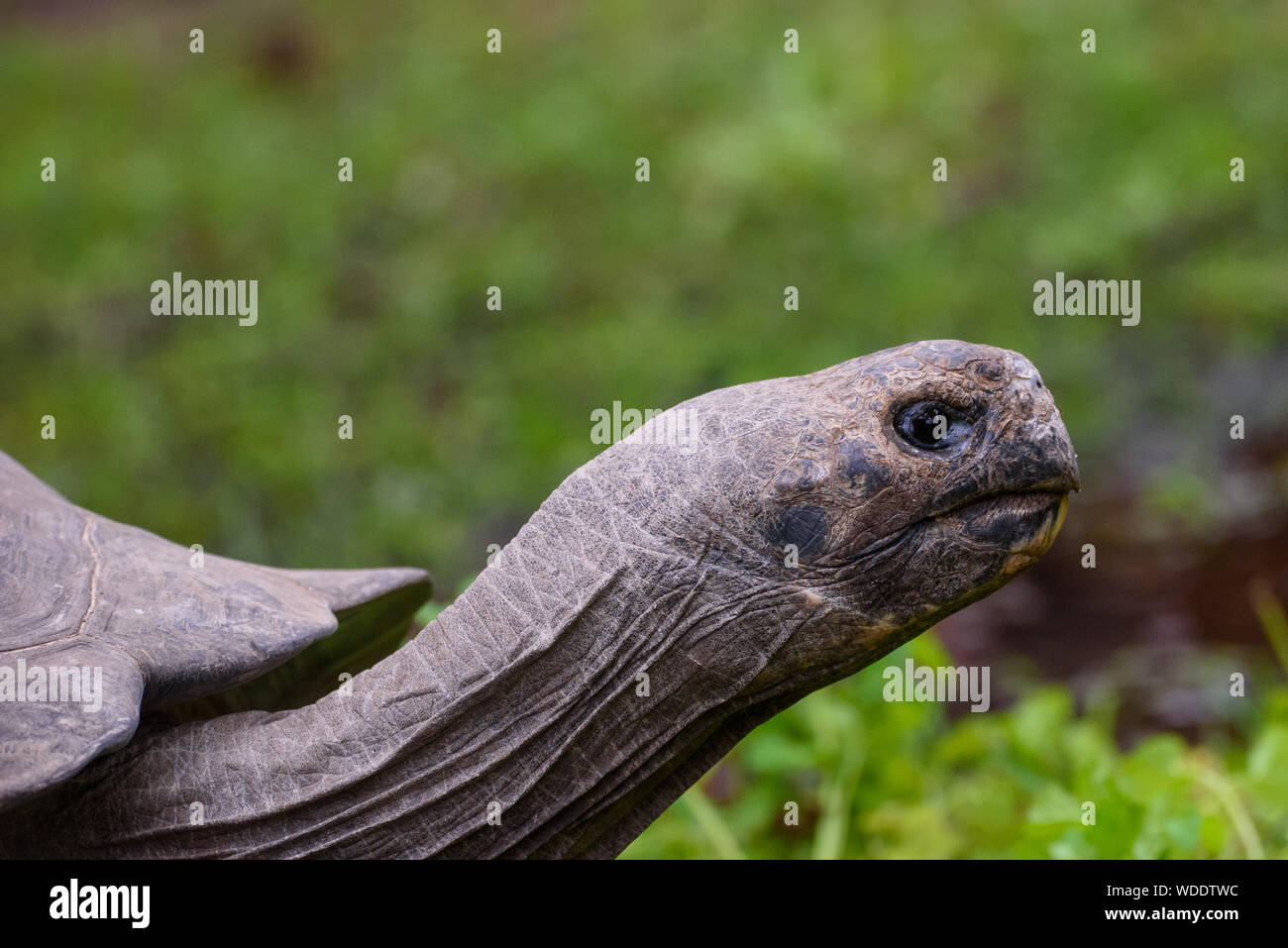 RIGA, Latvia. 29th Aug, 2019. 19th annual Galápagos Tortoises weighing ...