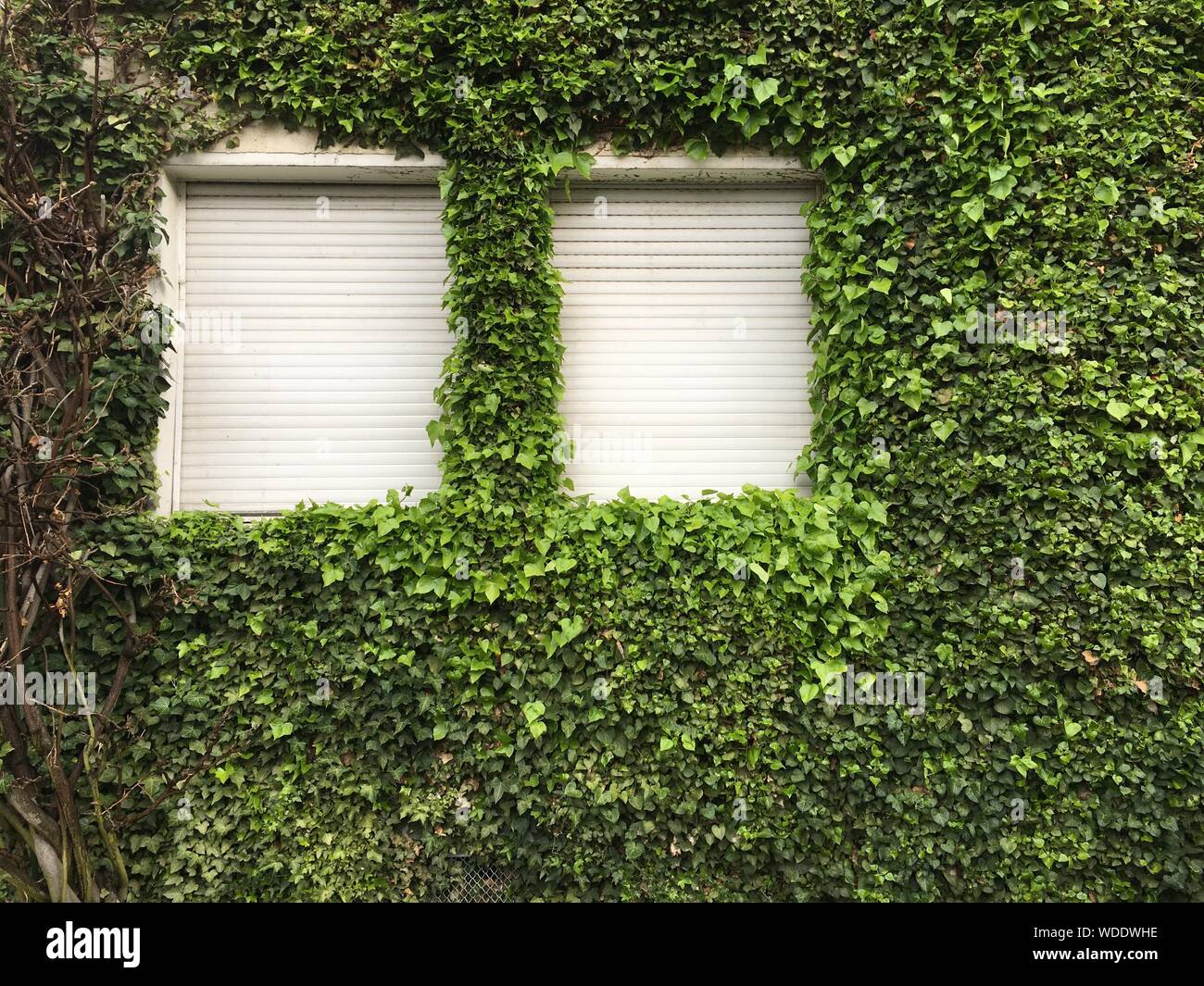 Windows ivy hi-res stock photography and images - Alamy