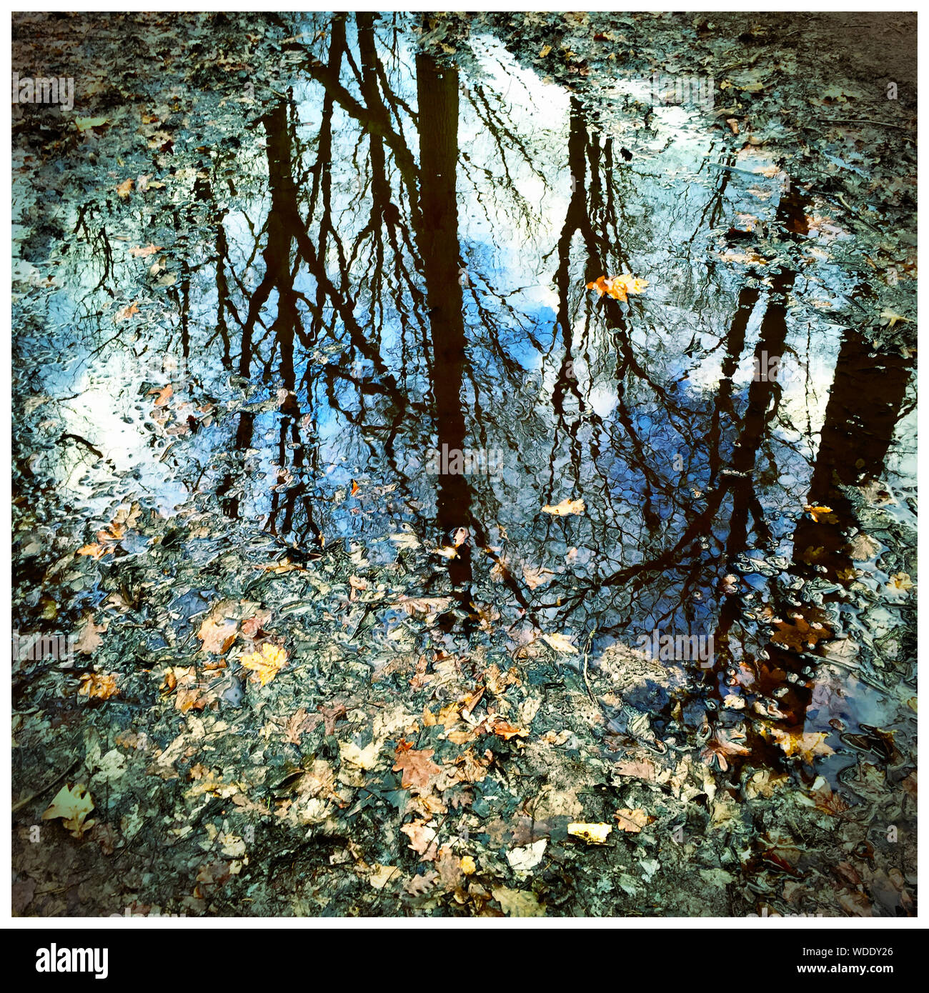 Puddle leaves Cut Out Stock Images & Pictures - Alamy