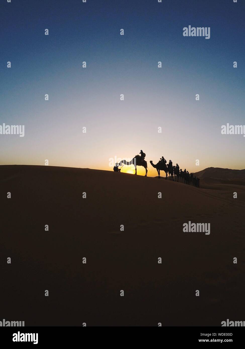Marrakesh desert camel sunset hi-res stock photography and images - Alamy
