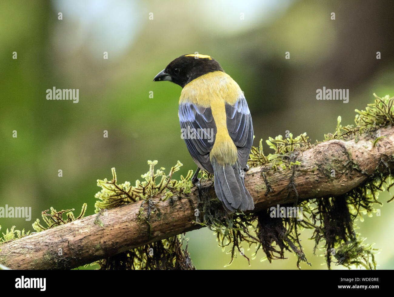 Montane habitat bird hi-res stock photography and images - Alamy